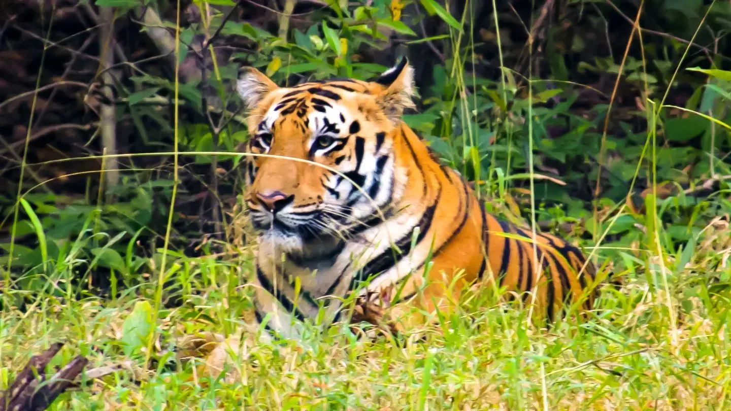 Bandhavgarh National Park - Top Tiger Safari Destination