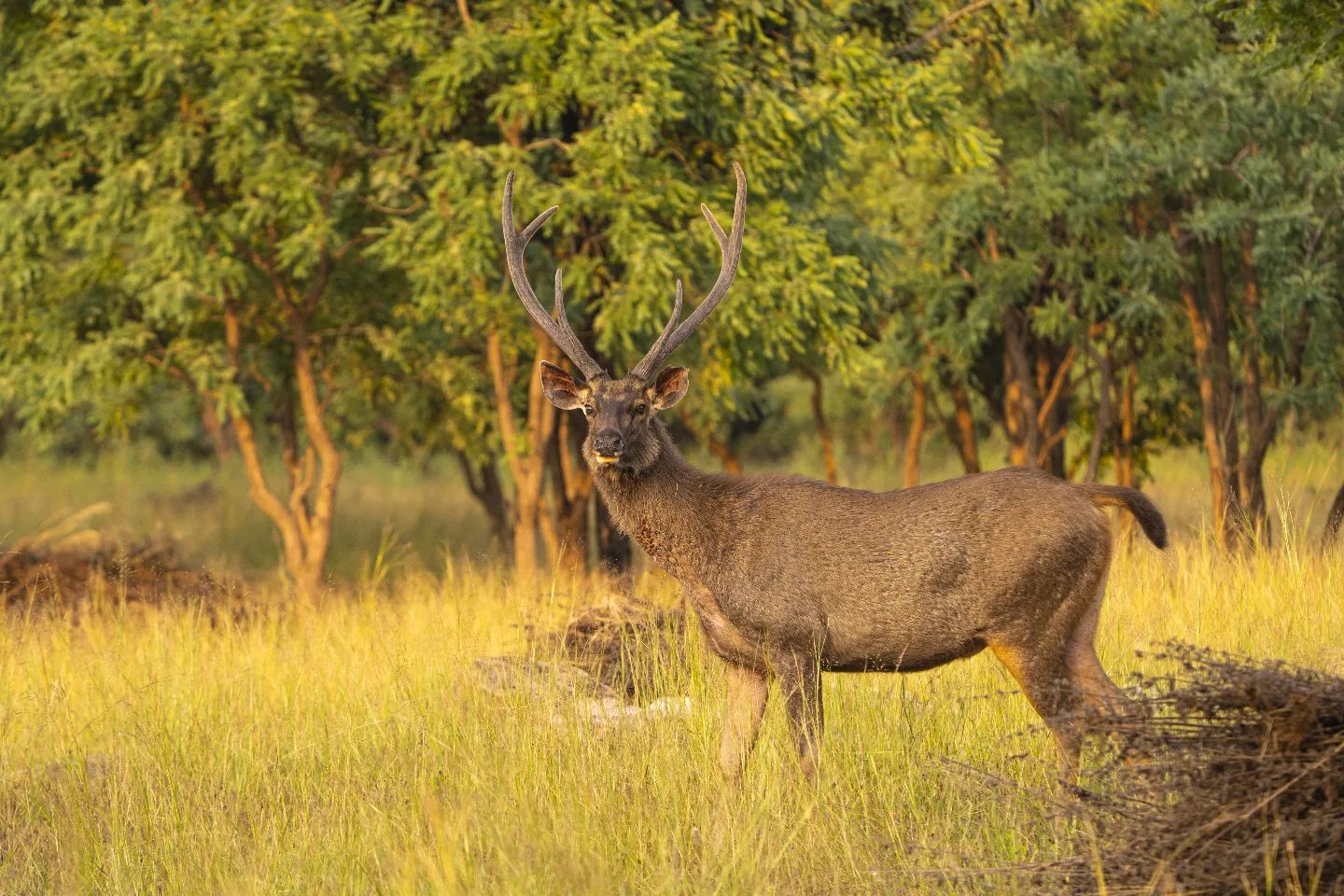 Pench National Park - Wild India Safari